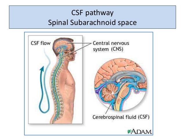 2016.03.16 csf pathway abnormalities