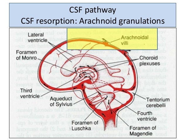 2016.03.16 csf pathway abnormalities