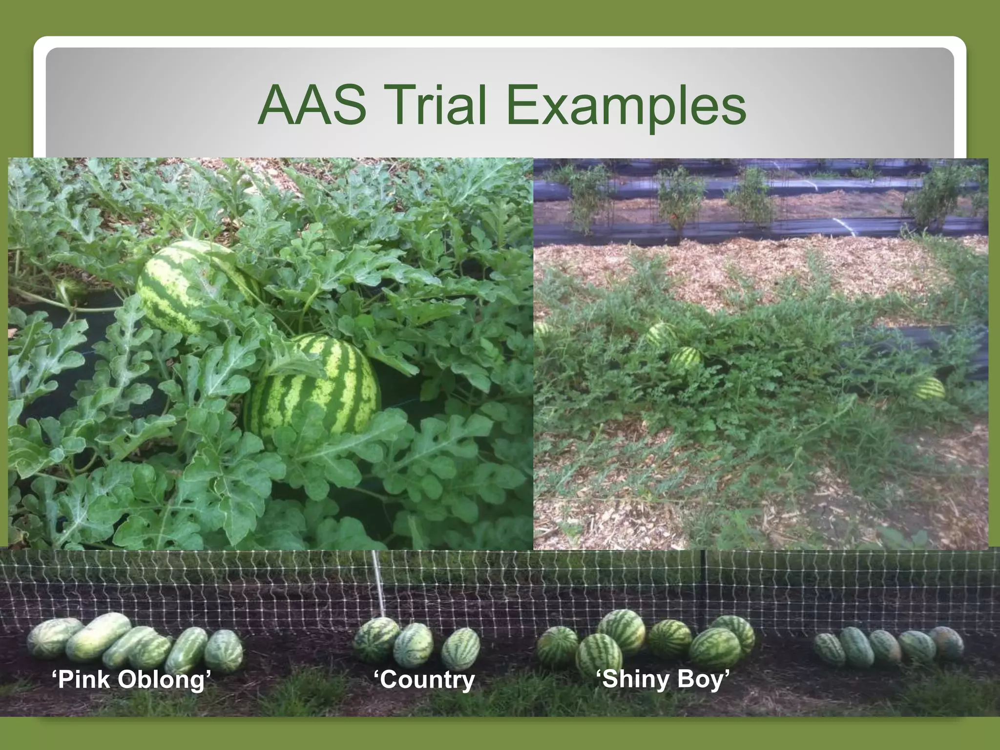 New trends in vegetables and edibles | PPTX