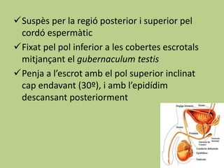 Escrot agut | PPTX