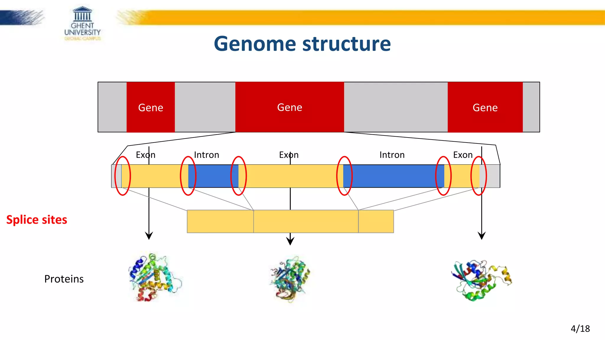 Towards Reading Genomic Data Using Deep Learning Driven Nlp Techniques