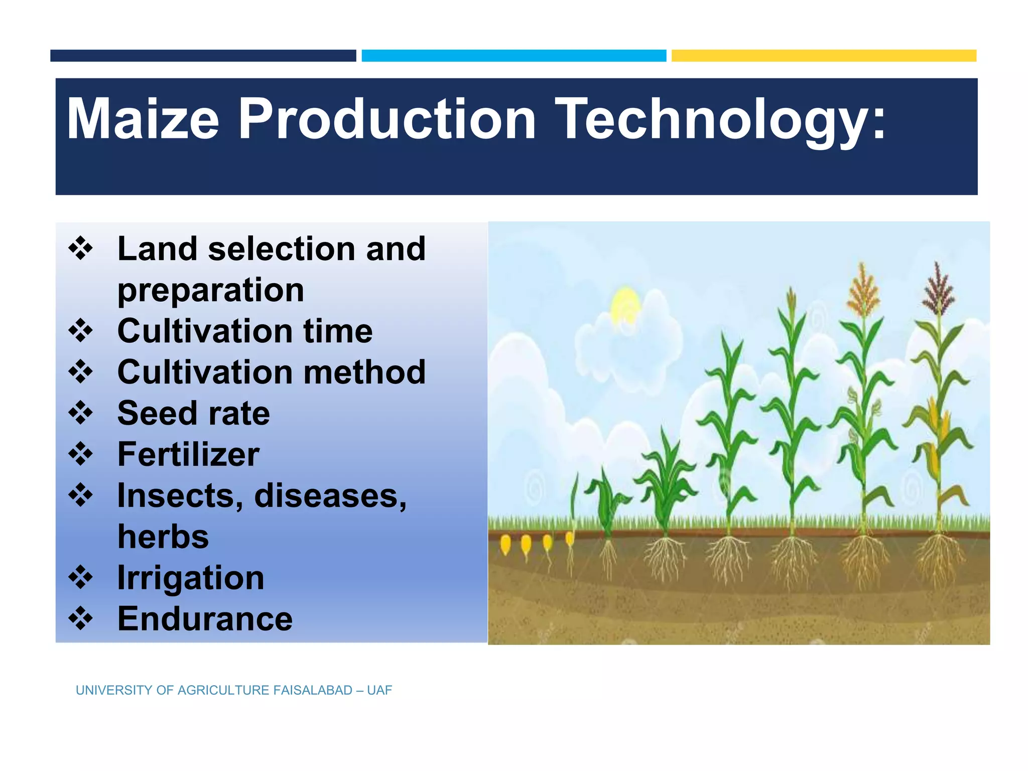 IMPORTANCE OF MAIZE IN PAKISTAN | PPTX