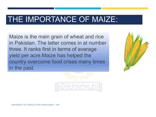 IMPORTANCE OF MAIZE IN PAKISTAN | PPTX