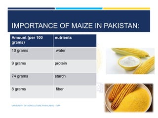 IMPORTANCE OF MAIZE IN PAKISTAN | PPTX