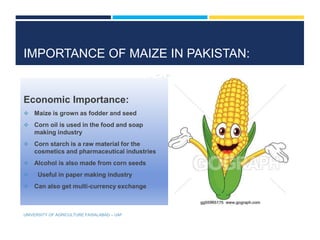 IMPORTANCE OF MAIZE IN PAKISTAN | PPTX