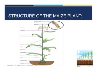 IMPORTANCE OF MAIZE IN PAKISTAN | PPTX