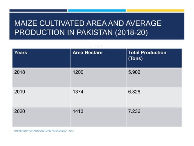 IMPORTANCE OF MAIZE IN PAKISTAN | PPTX
