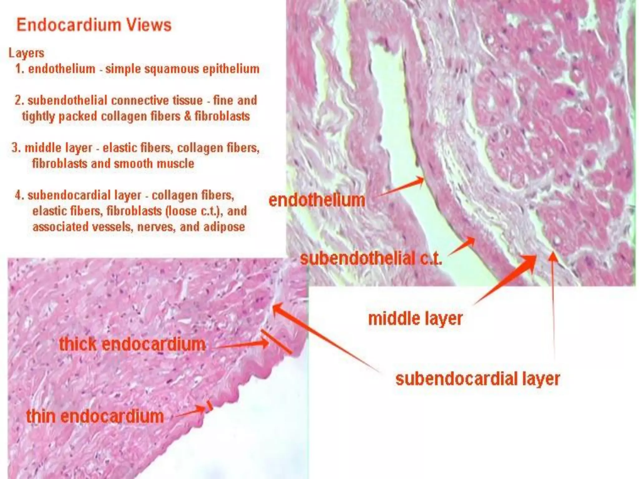 histology of cardiovascular system | PDF