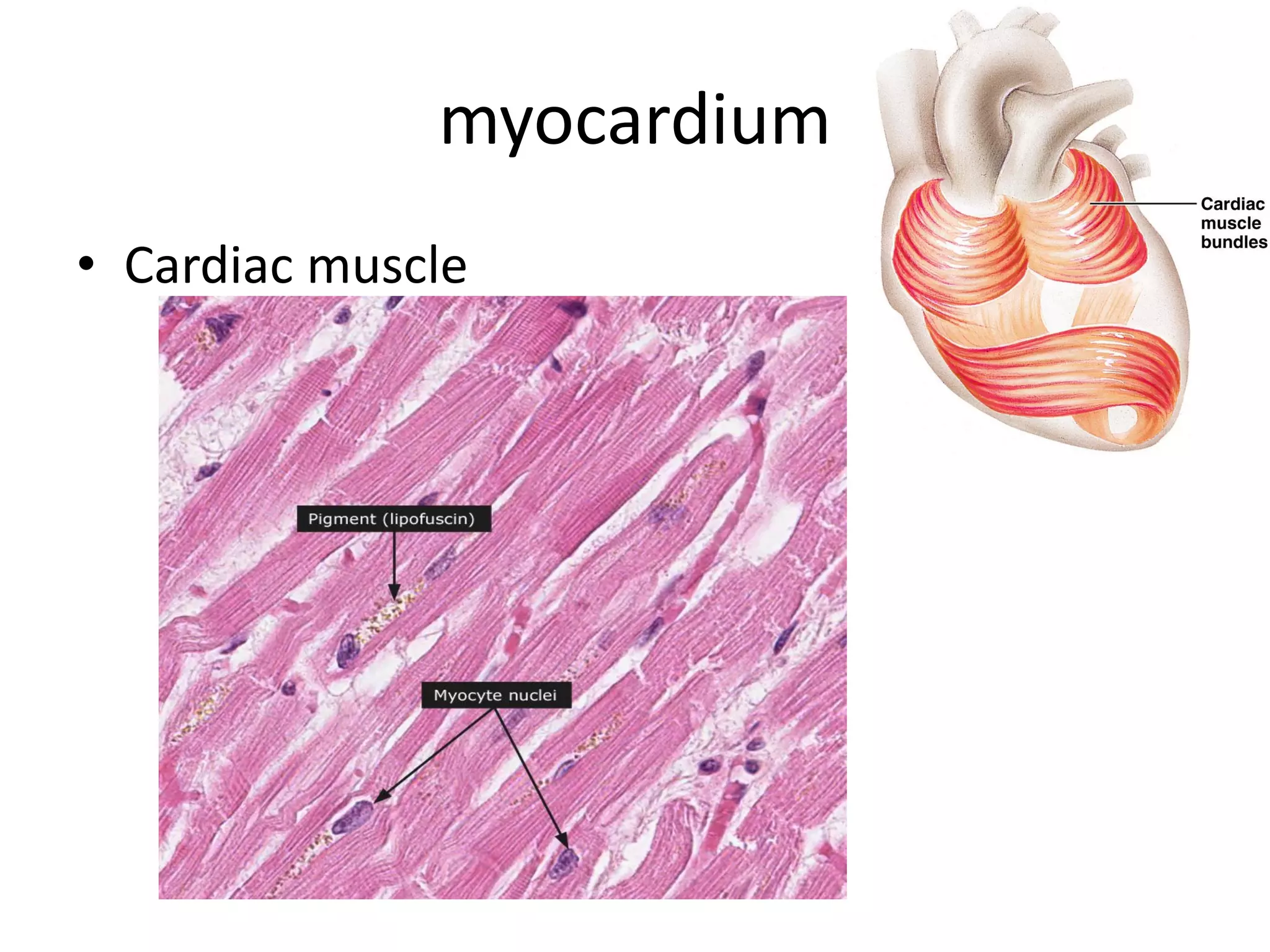 histology of cardiovascular system | PDF
