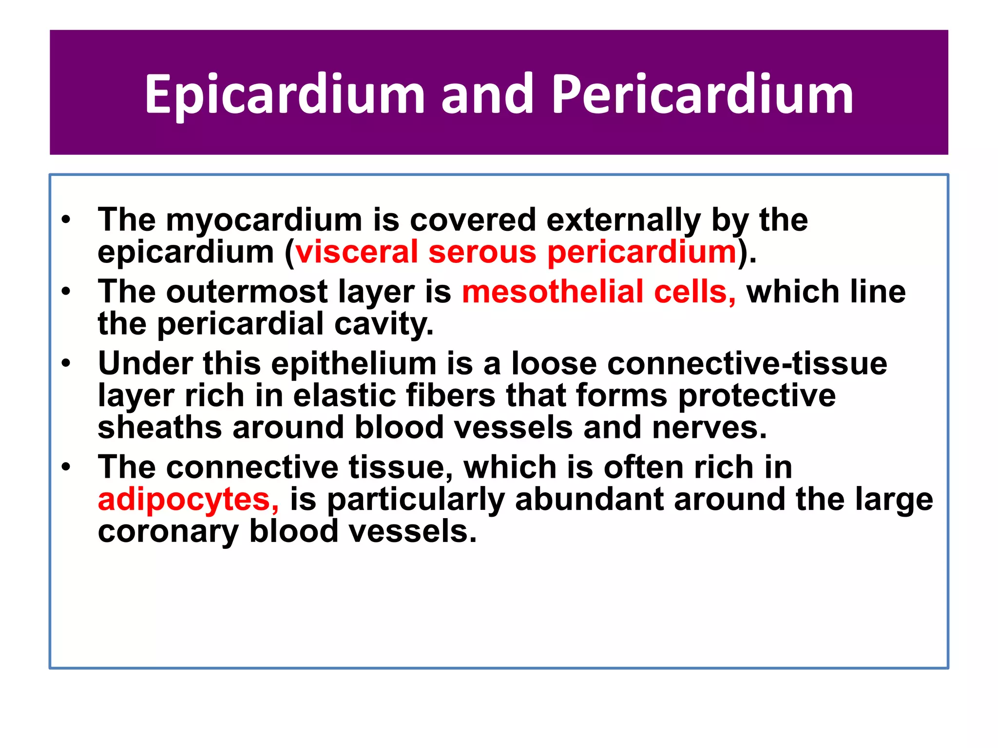 histology of cardiovascular system | PDF