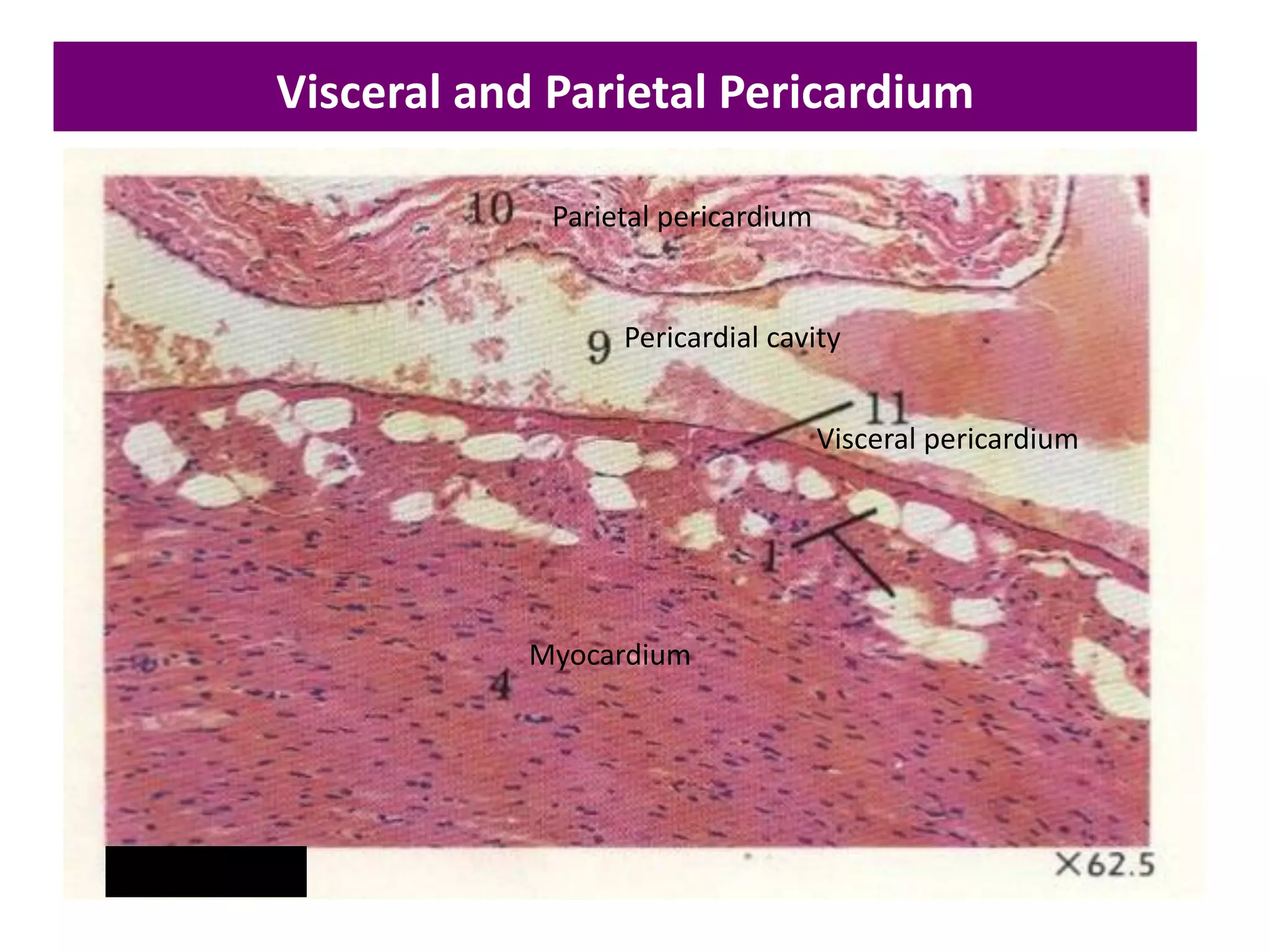 histology of cardiovascular system | PDF