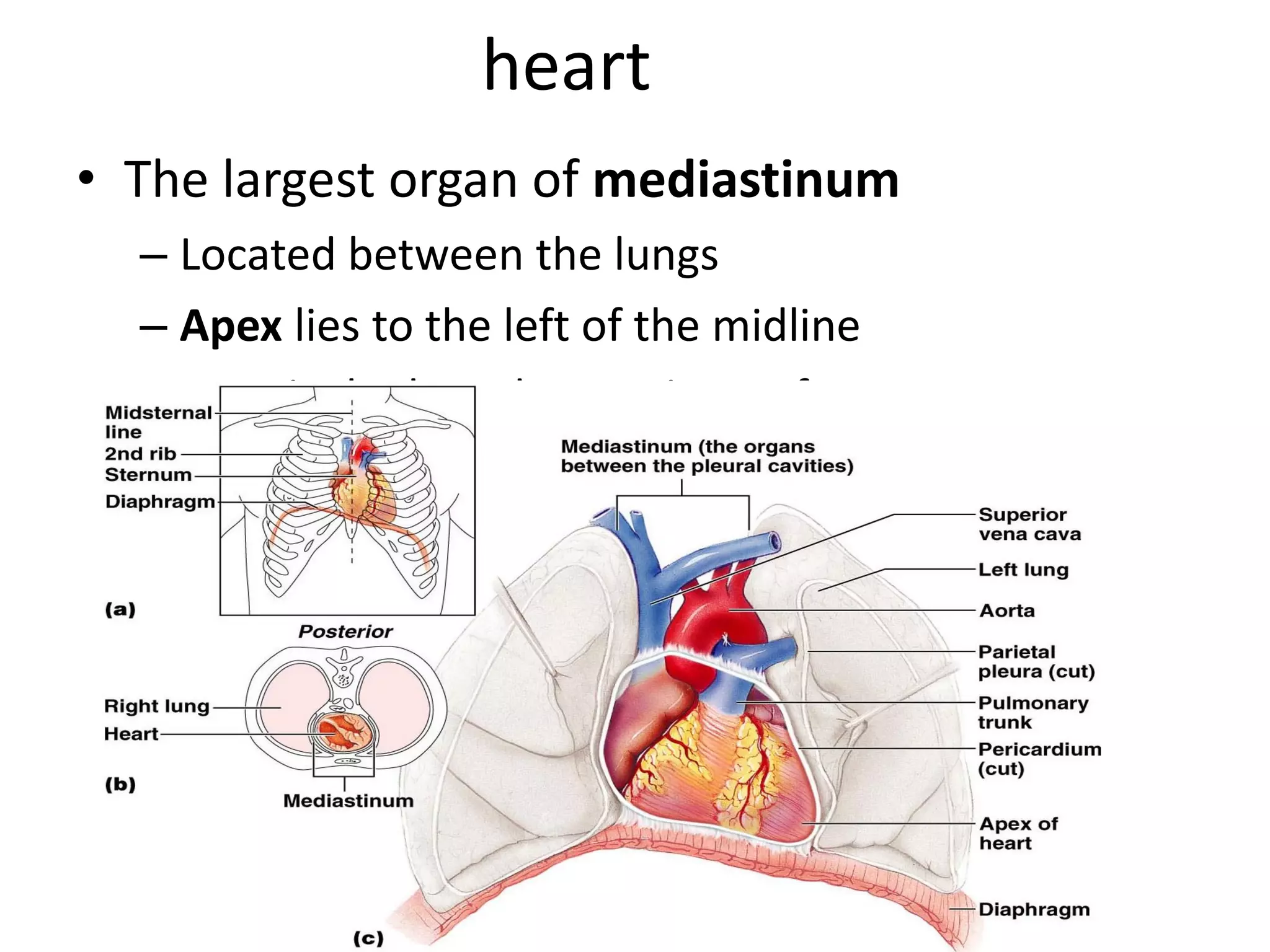 histology of cardiovascular system | PDF