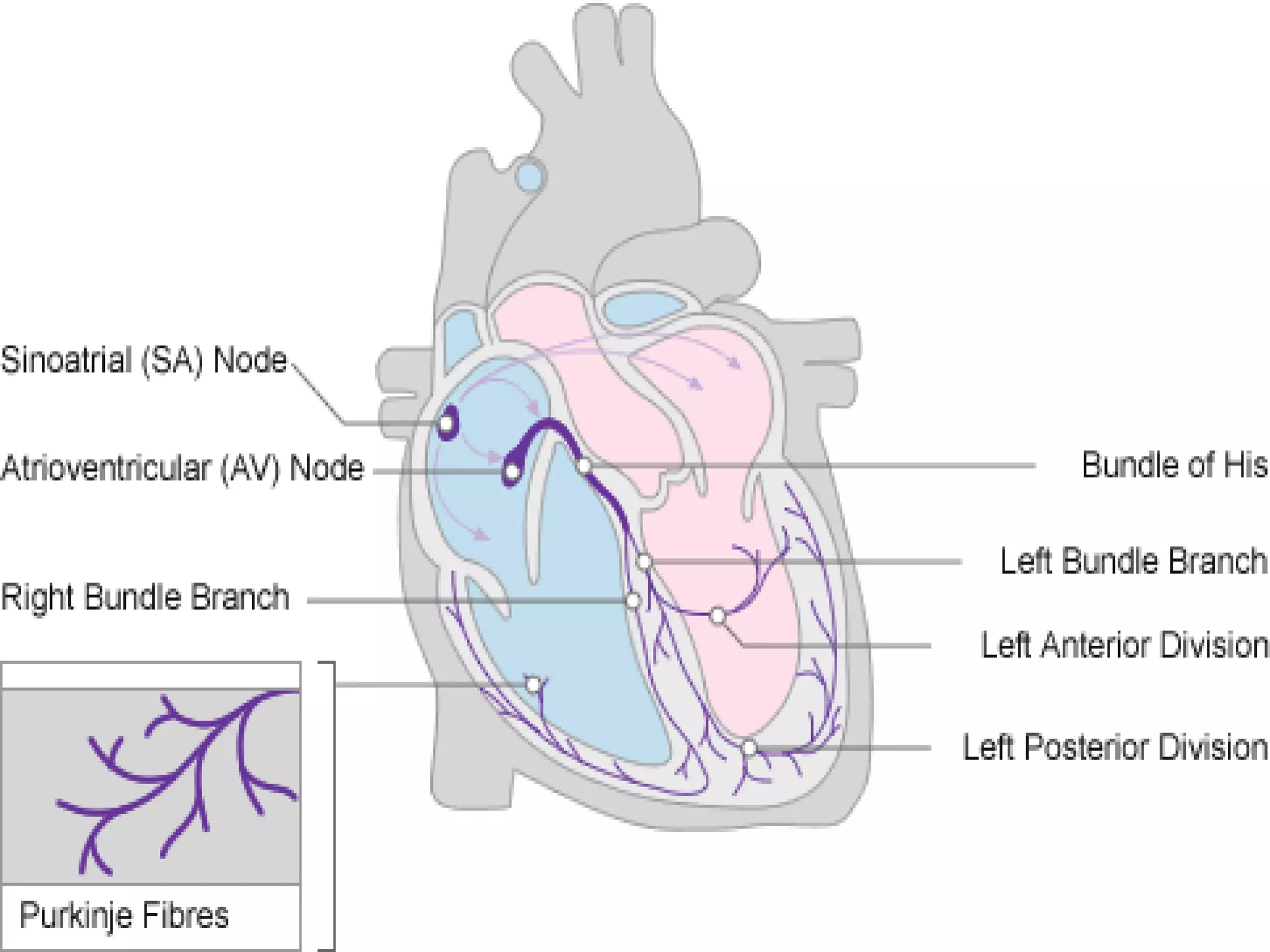 Histology Of Cardiovascular System Pdf