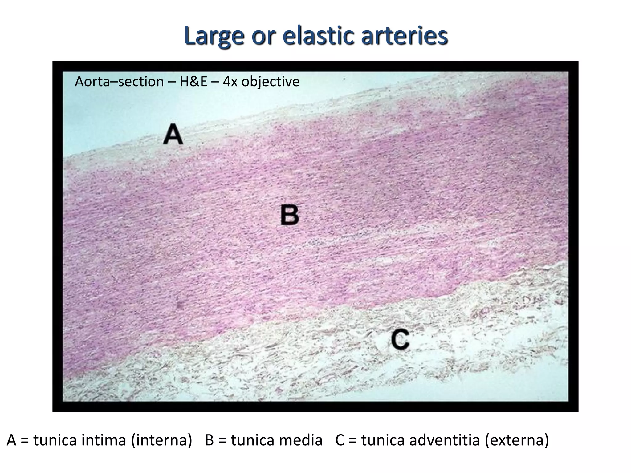 histology of cardiovascular system | PDF