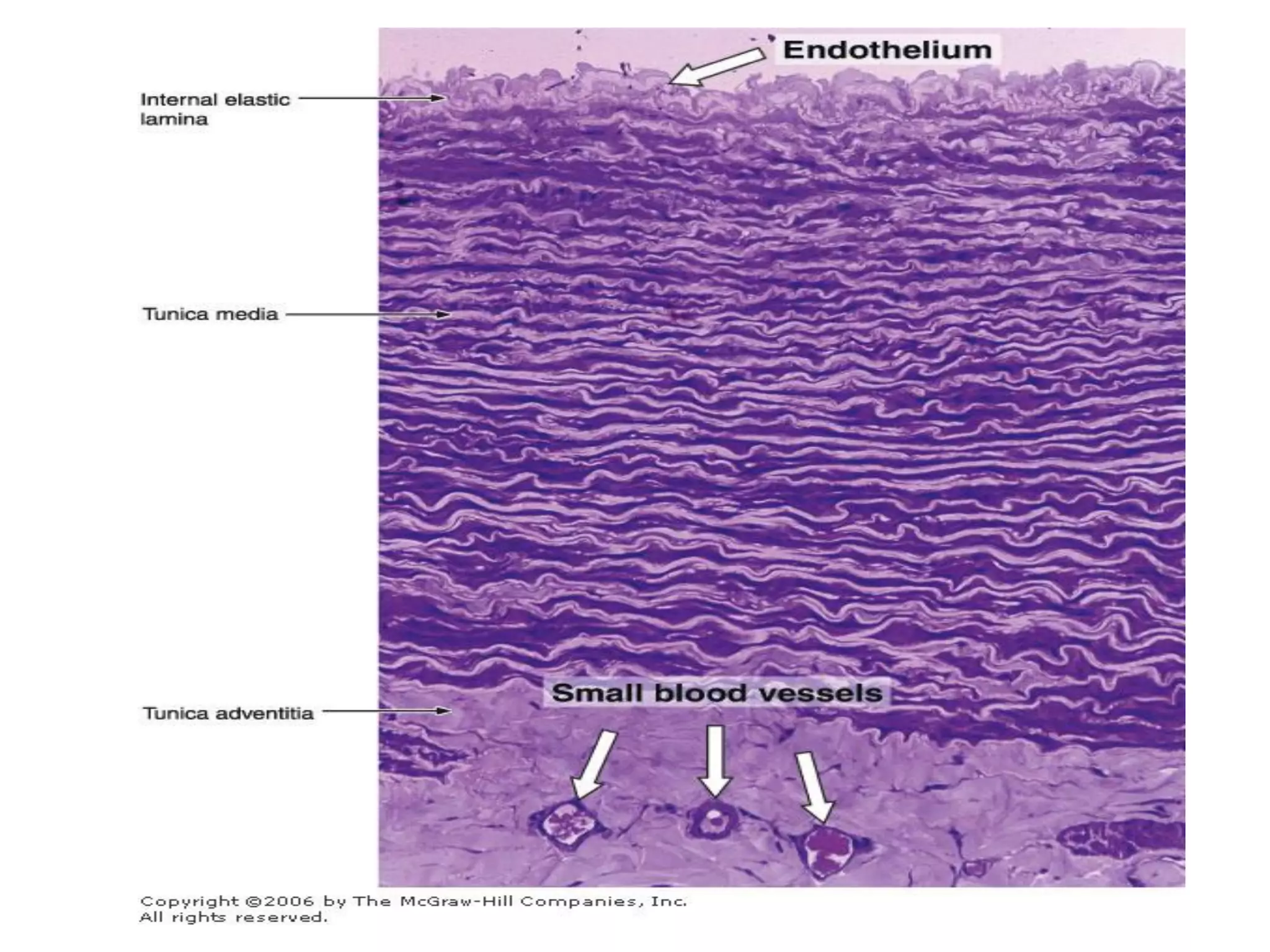 histology of cardiovascular system | PDF