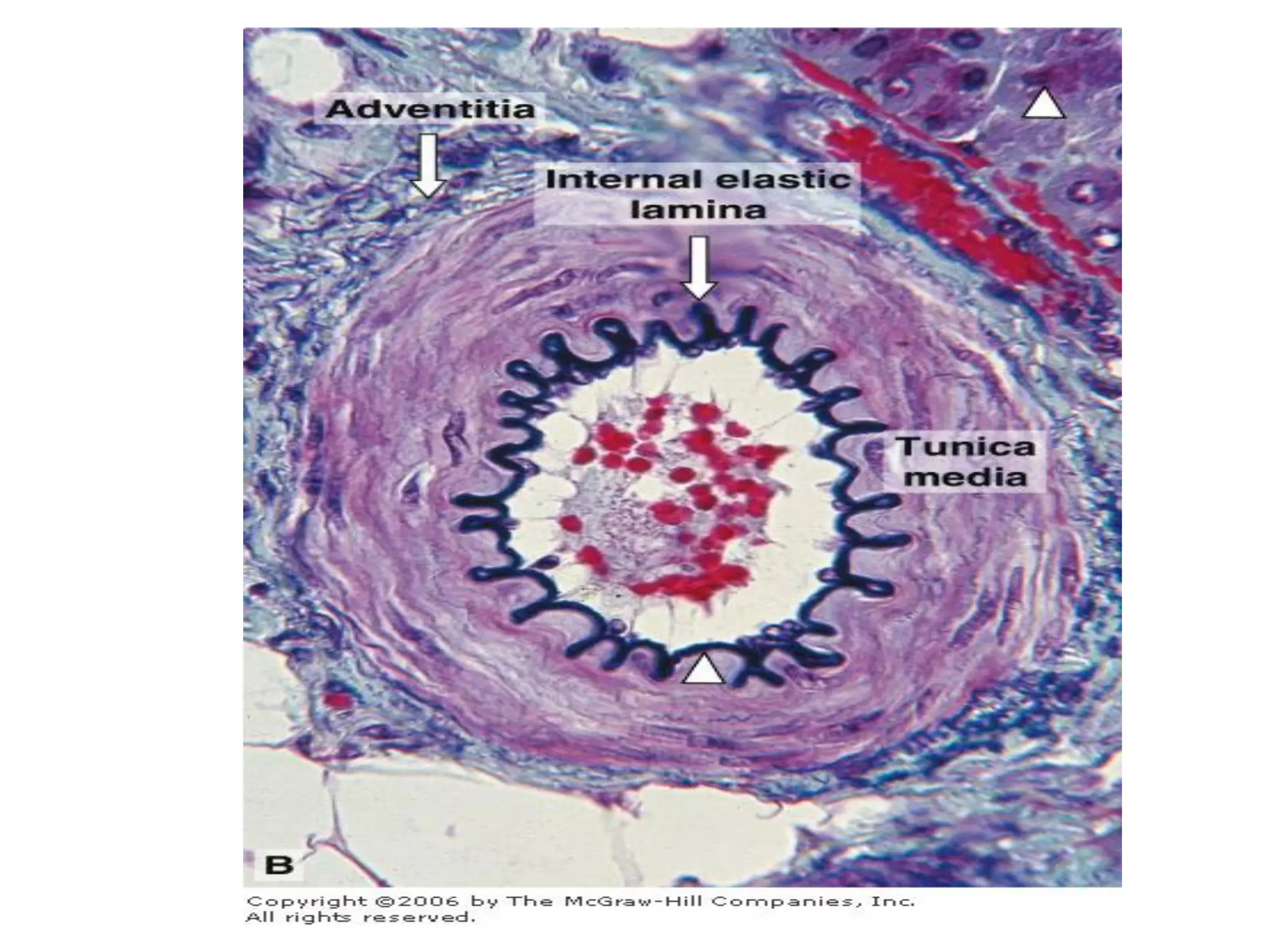 histology of cardiovascular system | PDF