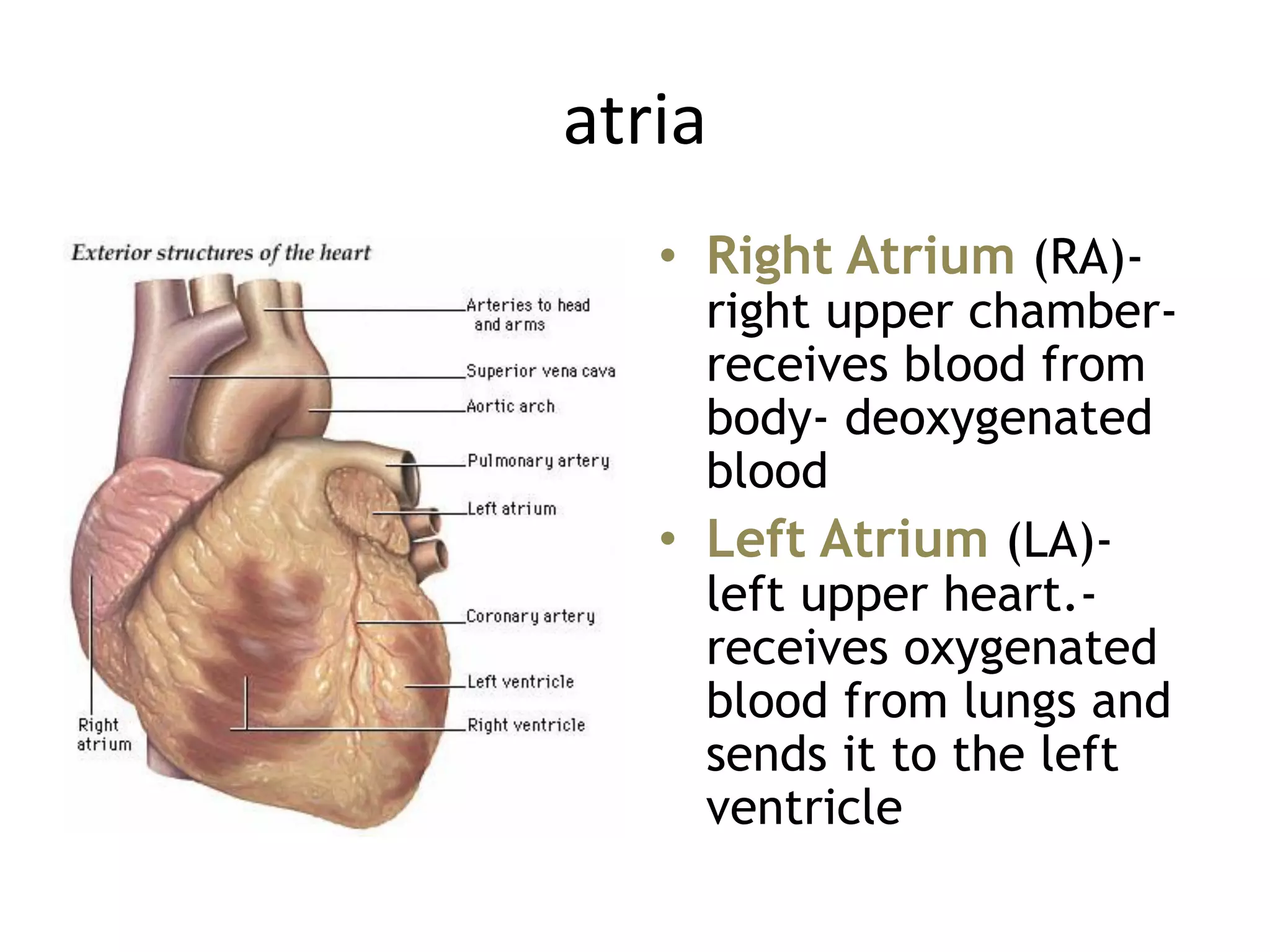 histology of cardiovascular system | PDF