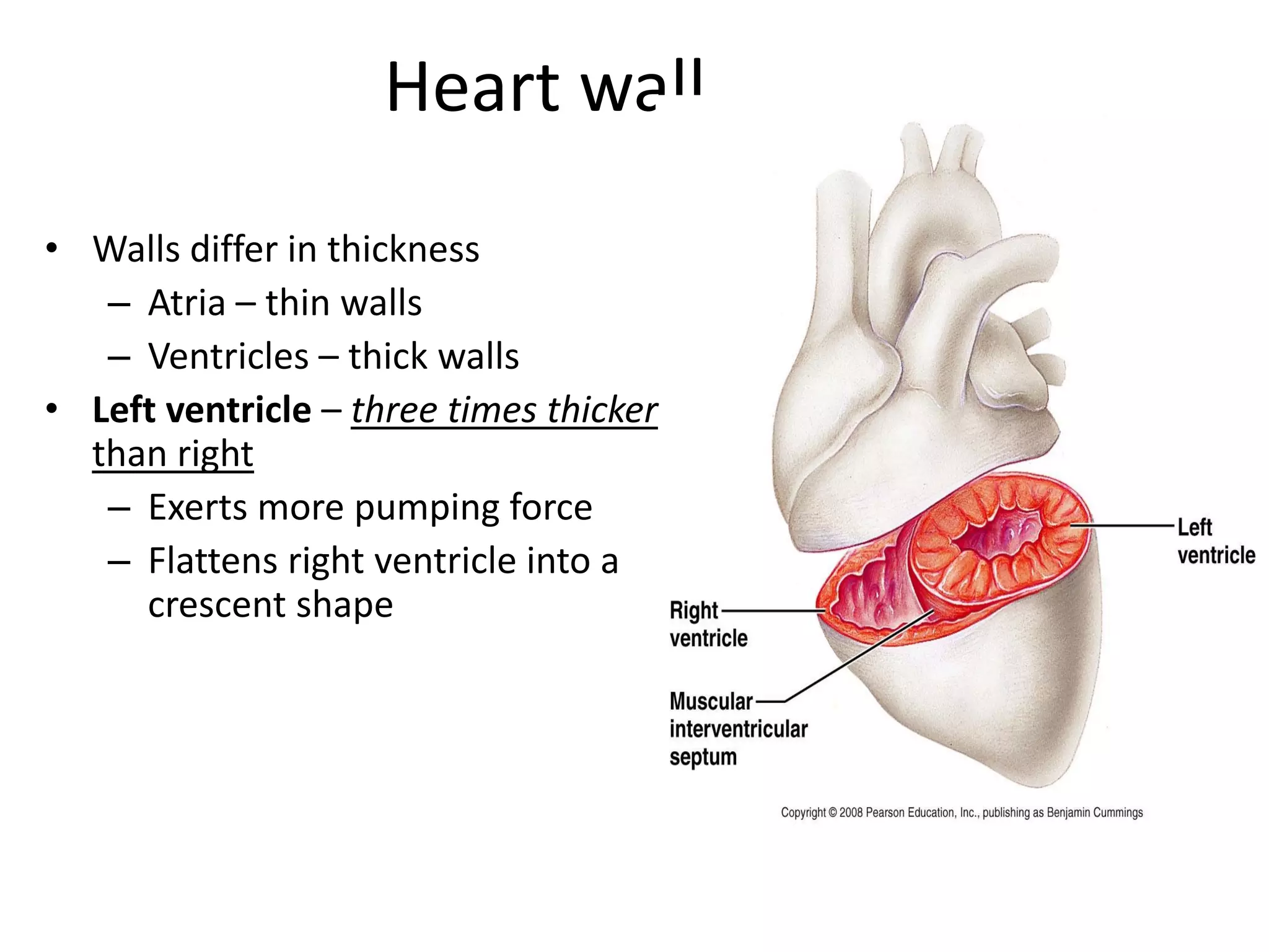 histology of cardiovascular system | PDF