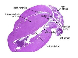Heart Histology Atrium