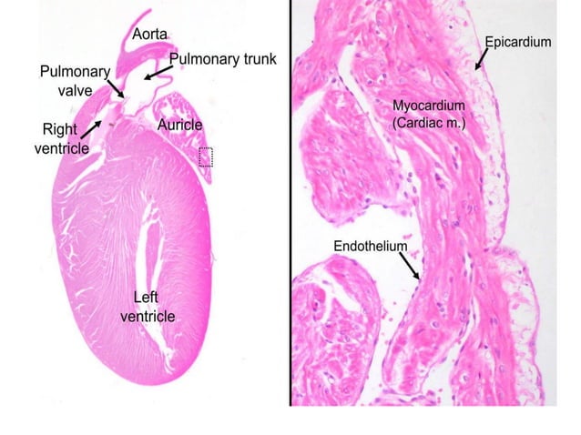 histology of cardiovascular system | PDF