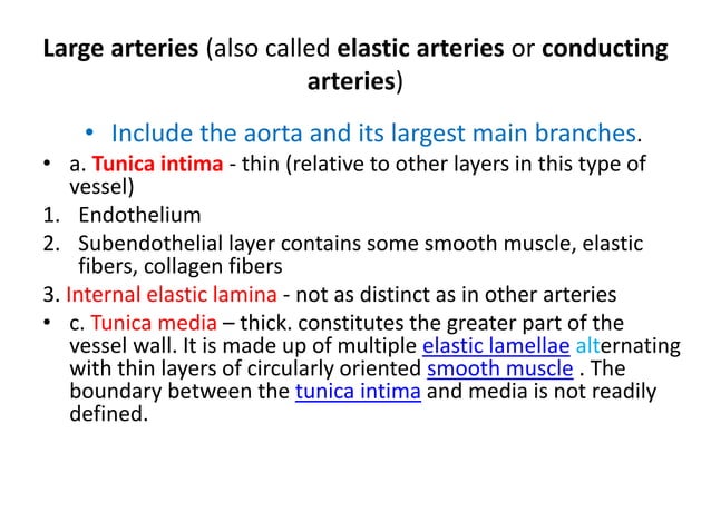 Histology Of Cardiovascular System Pdf