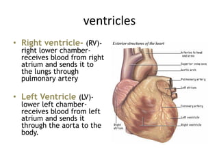 Heart Histology Atrium