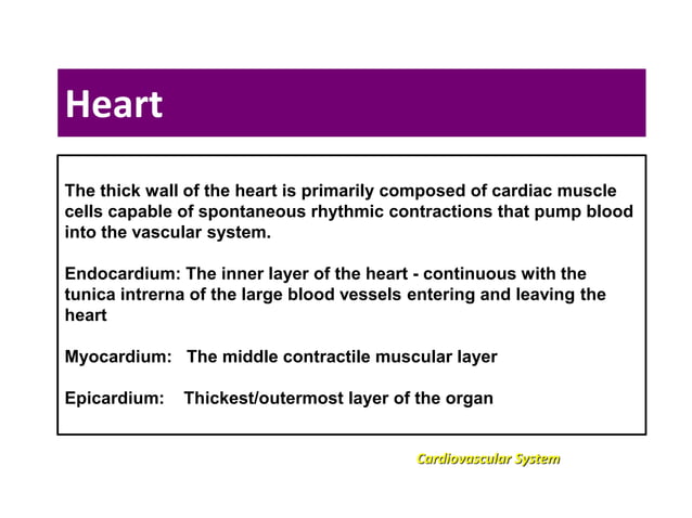 histology of cardiovascular system | PDF