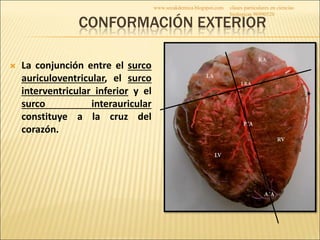 2016 ppt - ANATOMÍA DEL CORAZÓN - TUTORÍA ACADÉMICA | PDF