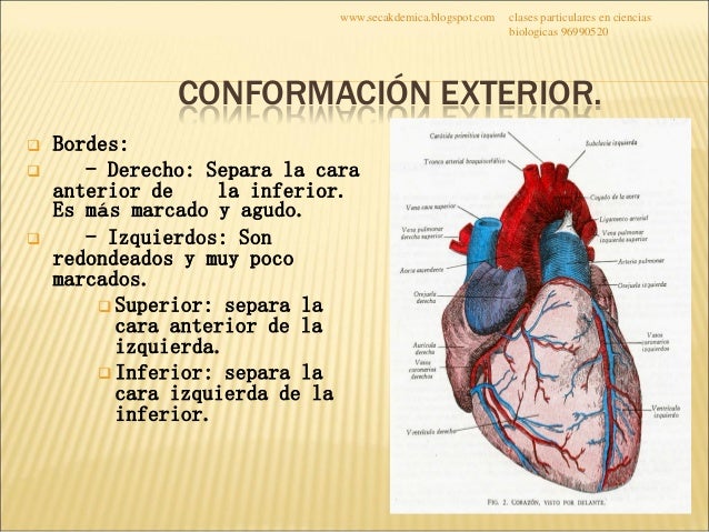 2016 ppt - ANATOMÍA DEL CORAZÓN - TUTORÍA ACADÉMICA