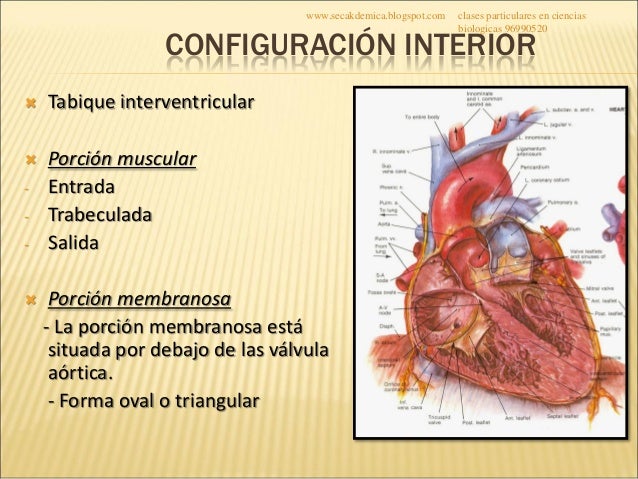 2016 ppt - ANATOMÍA DEL CORAZÓN - TUTORÍA ACADÉMICA