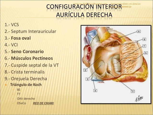 2016 ppt - ANATOMÍA DEL CORAZÓN - TUTORÍA ACADÉMICA