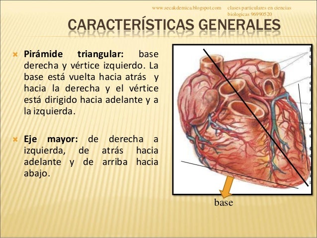 2016 ppt - ANATOMÍA DEL CORAZÓN - TUTORÍA ACADÉMICA