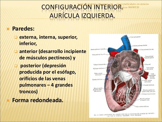 2016 ppt - ANATOMÍA DEL CORAZÓN - TUTORÍA ACADÉMICA