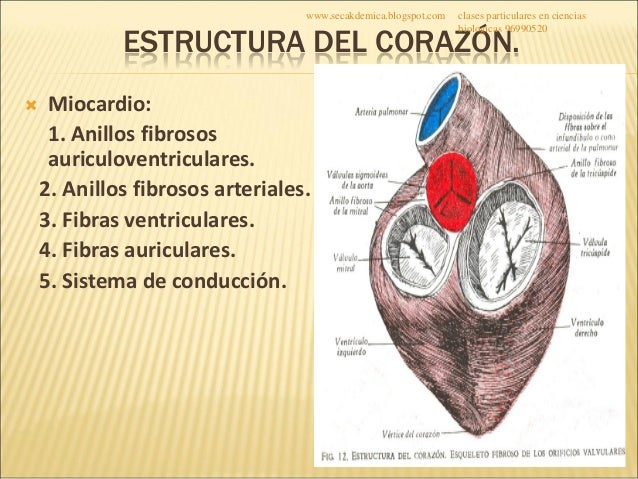 2016 ppt - ANATOMÍA DEL CORAZÓN - TUTORÍA ACADÉMICA