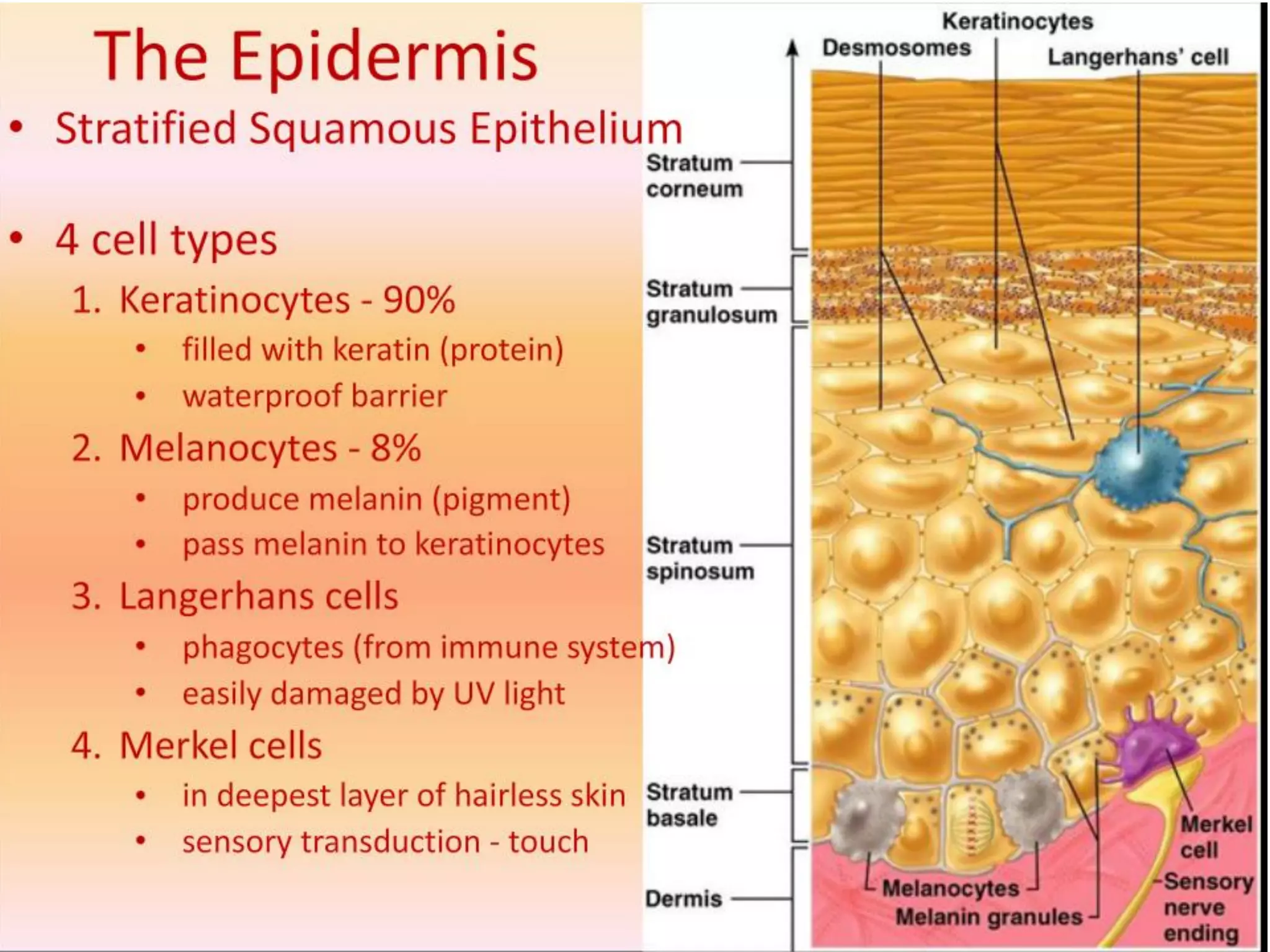 histology of skin ppt | PDF