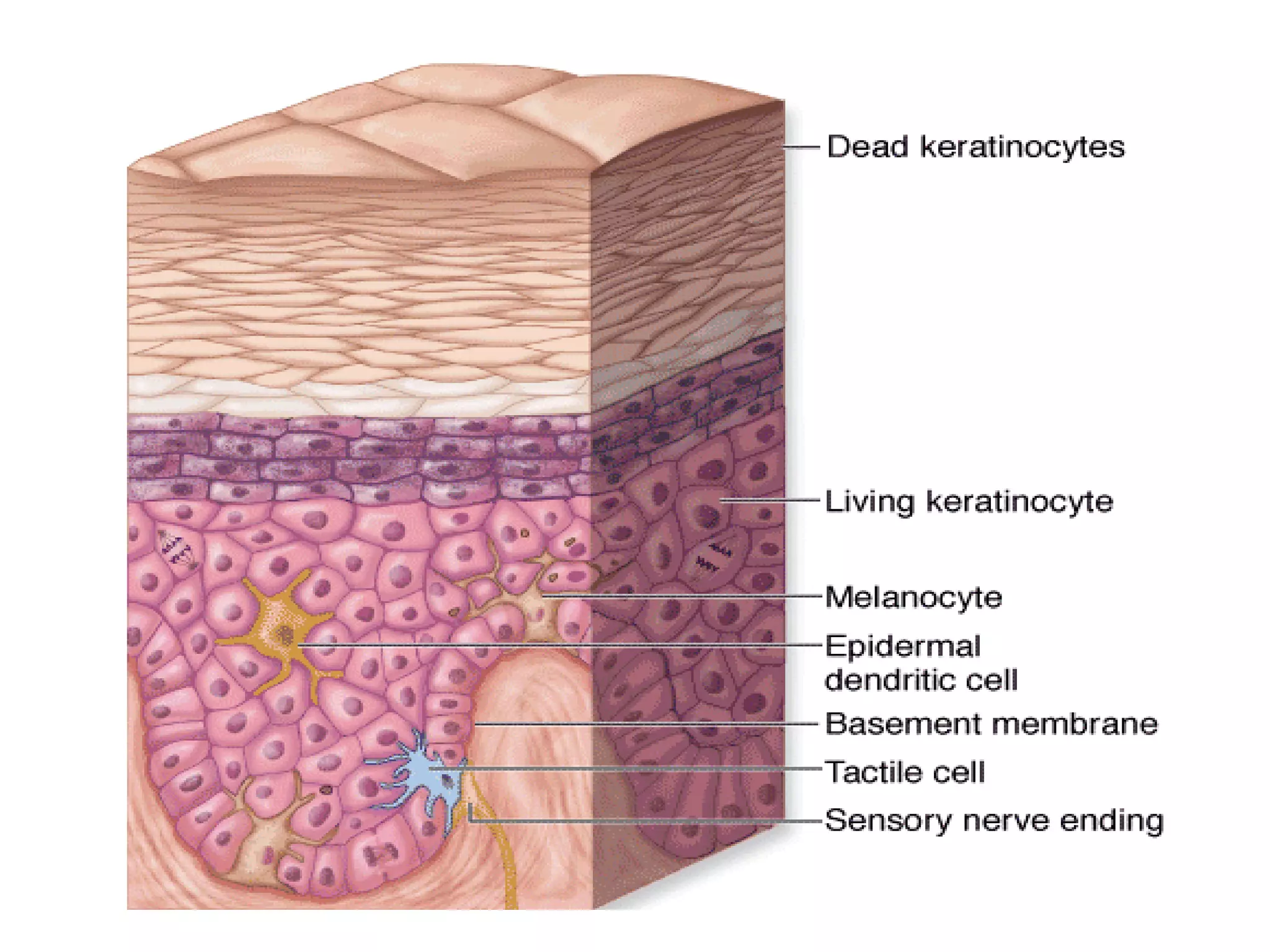 histology of skin ppt | PDF