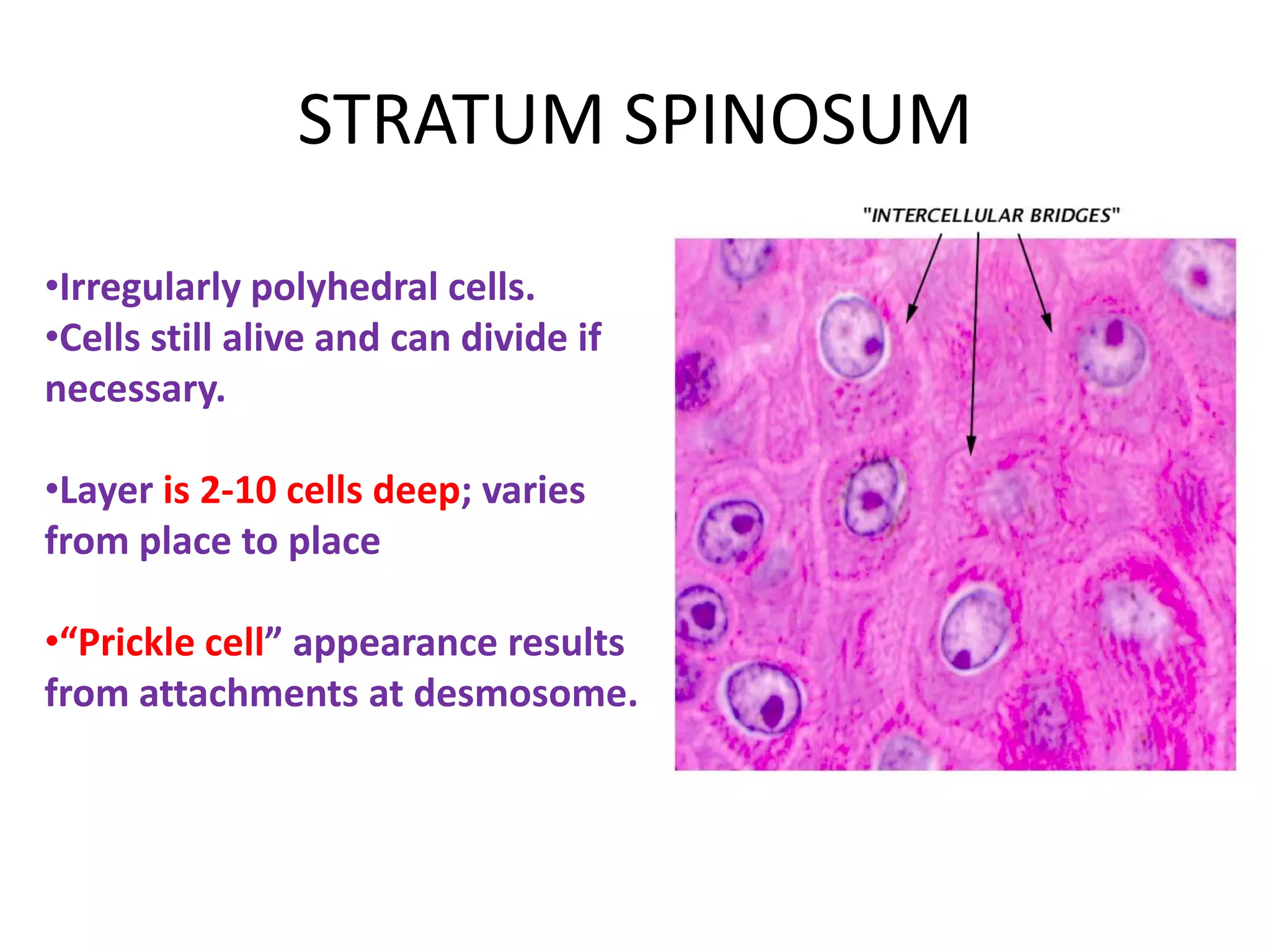 histology of skin ppt | PDF
