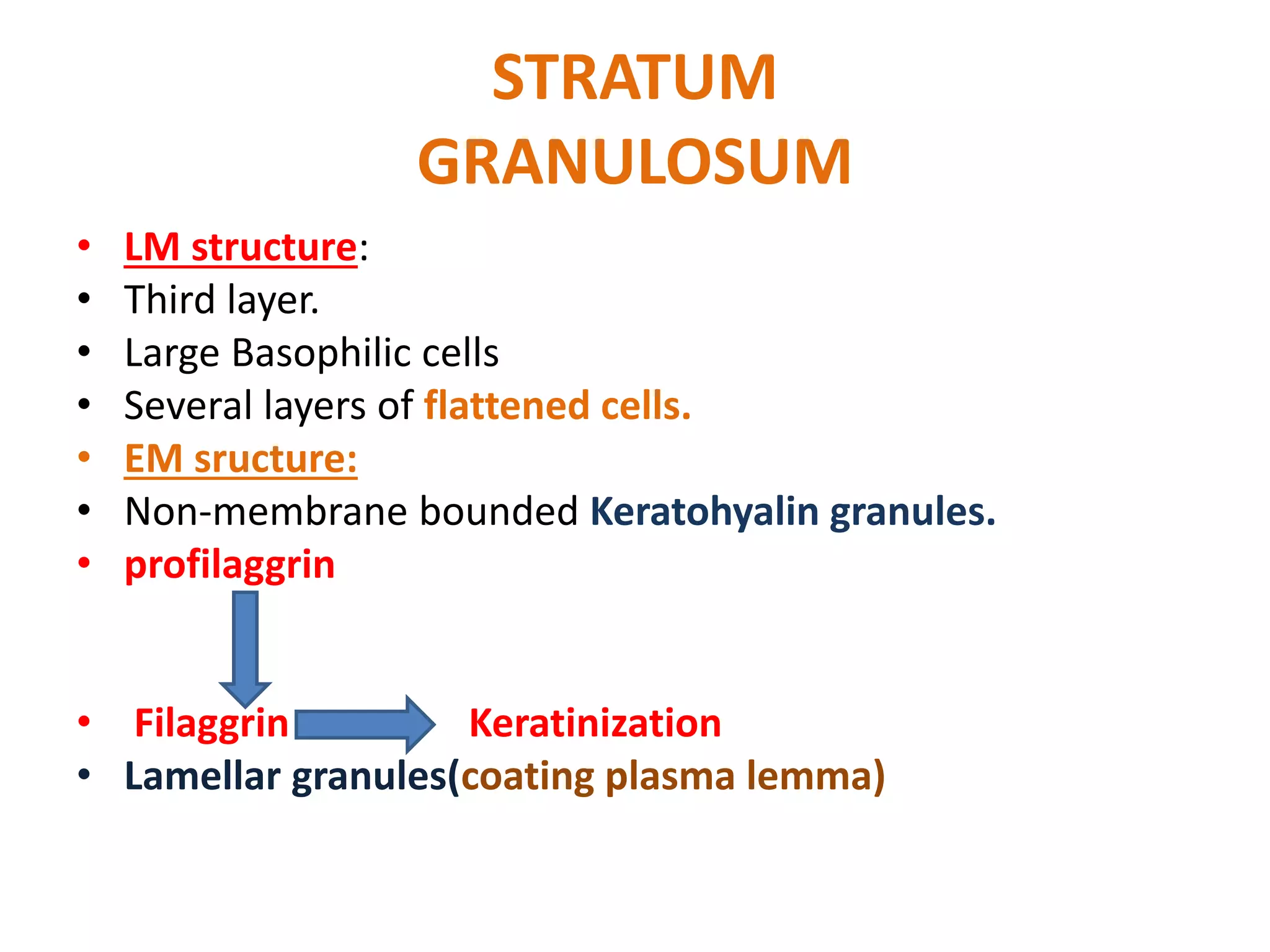 histology of skin ppt | PDF