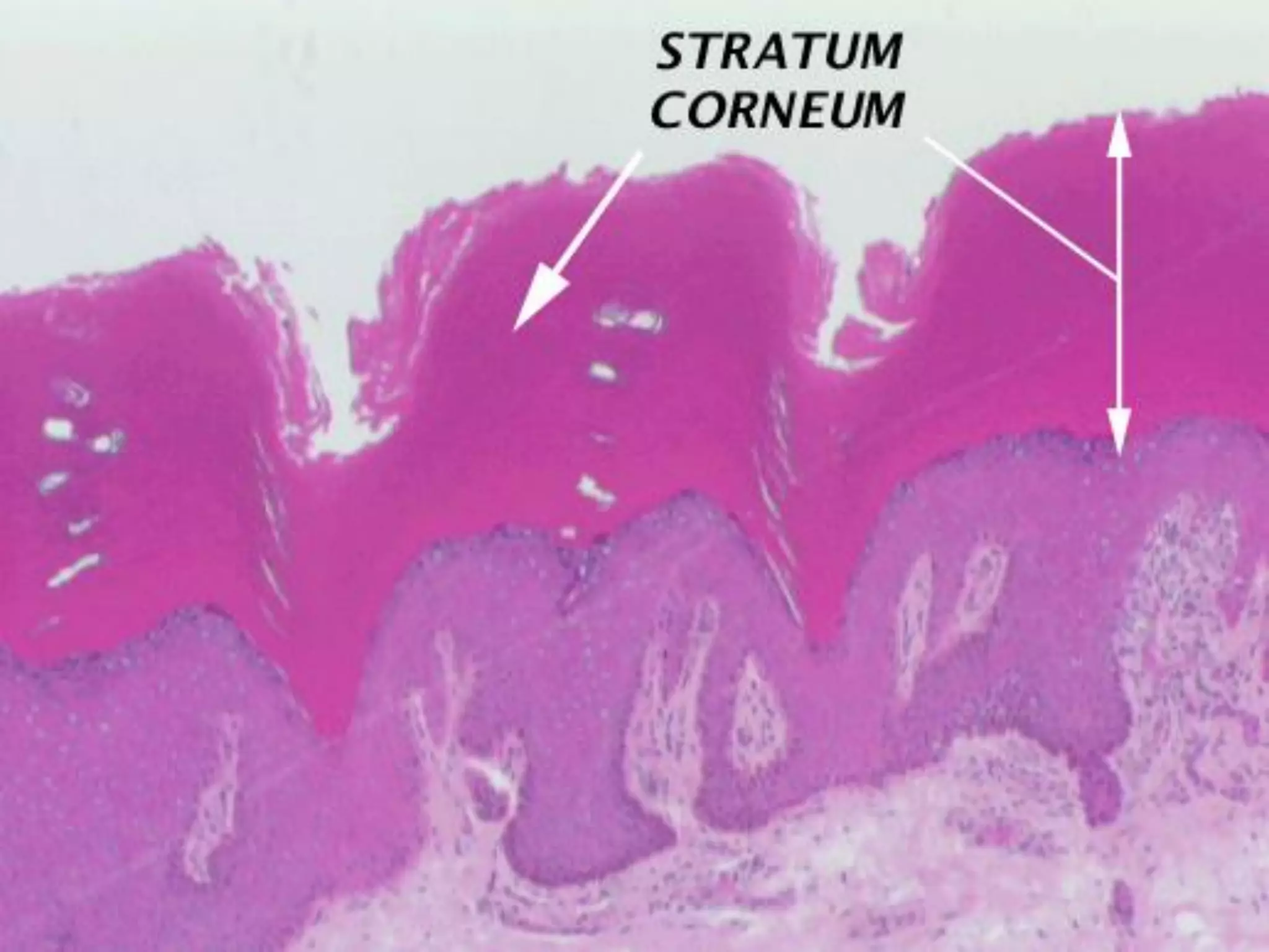 histology of skin ppt | PDF