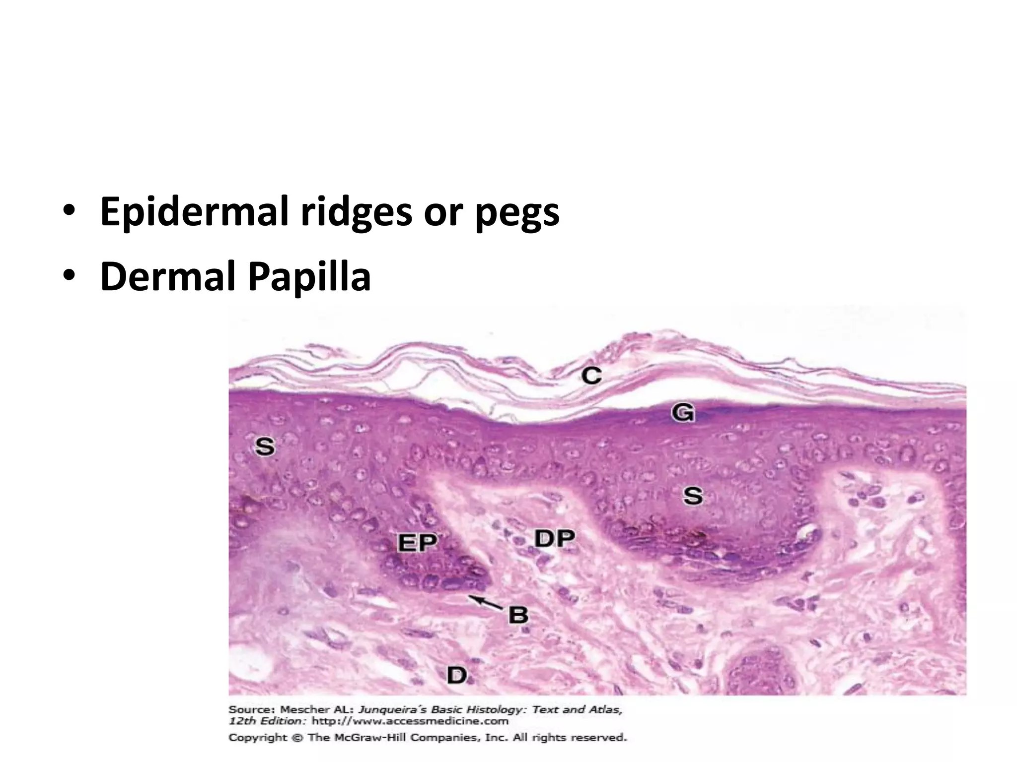 histology of skin ppt | PDF