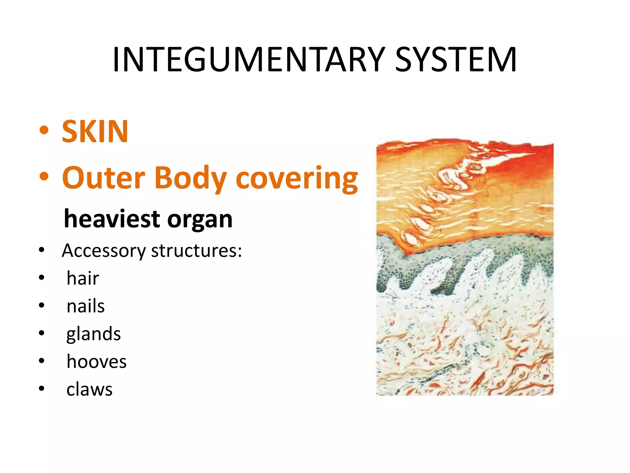 histology of skin ppt | PDF
