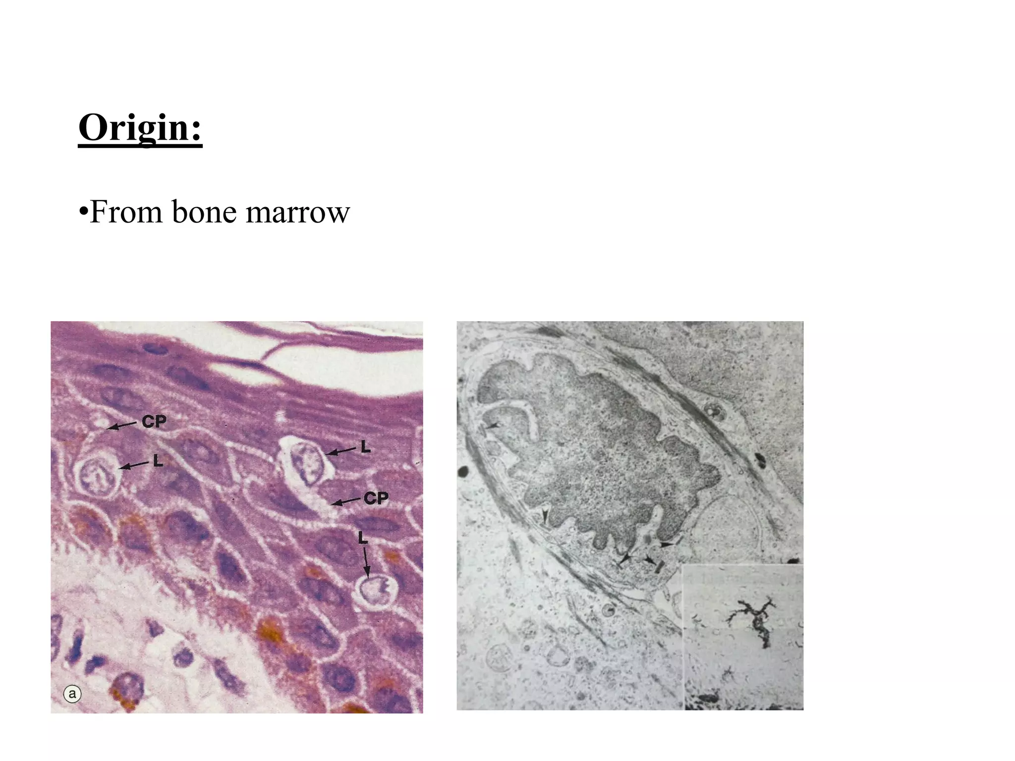 histology of skin ppt | PDF