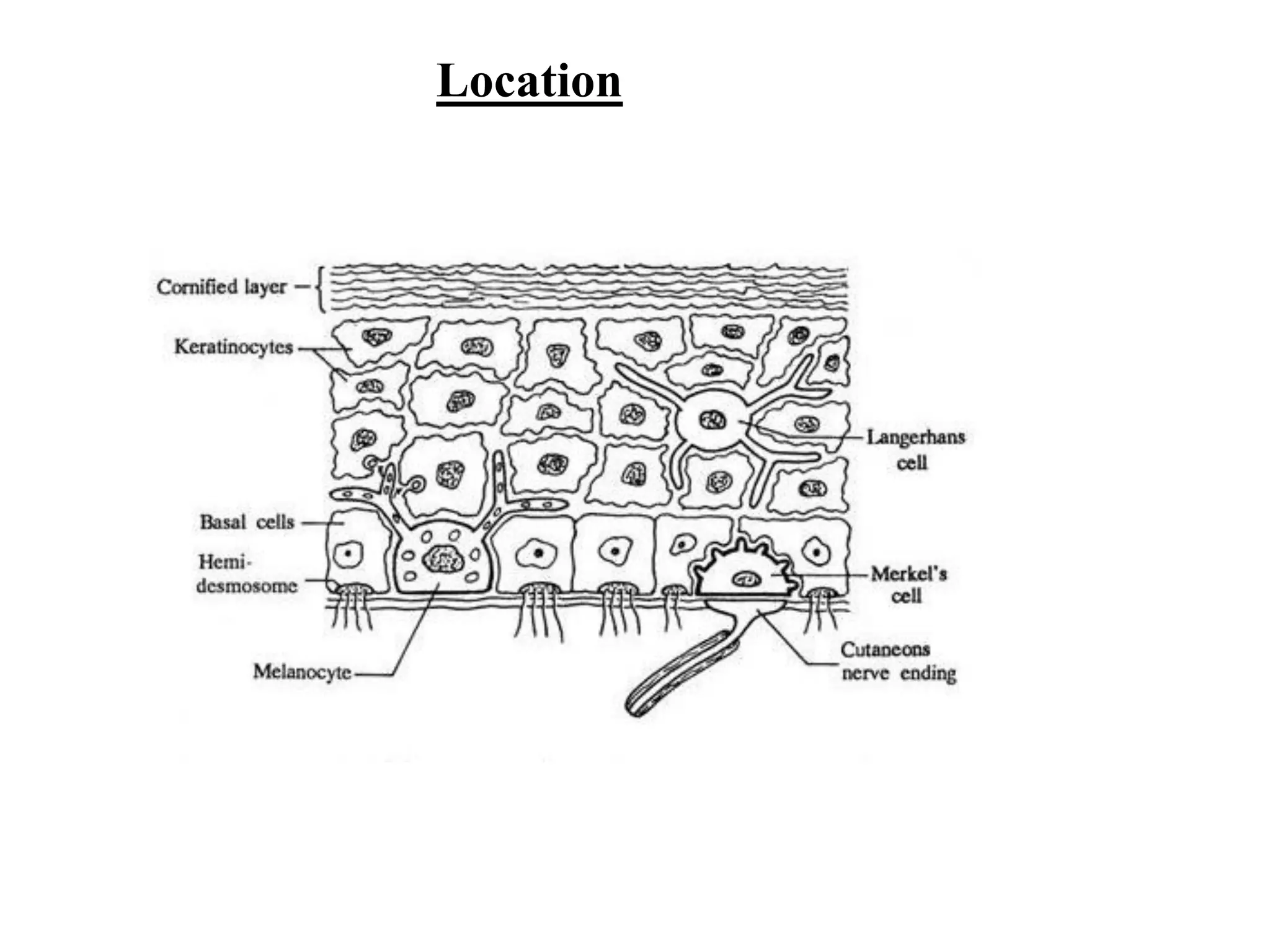 histology of skin ppt | PDF