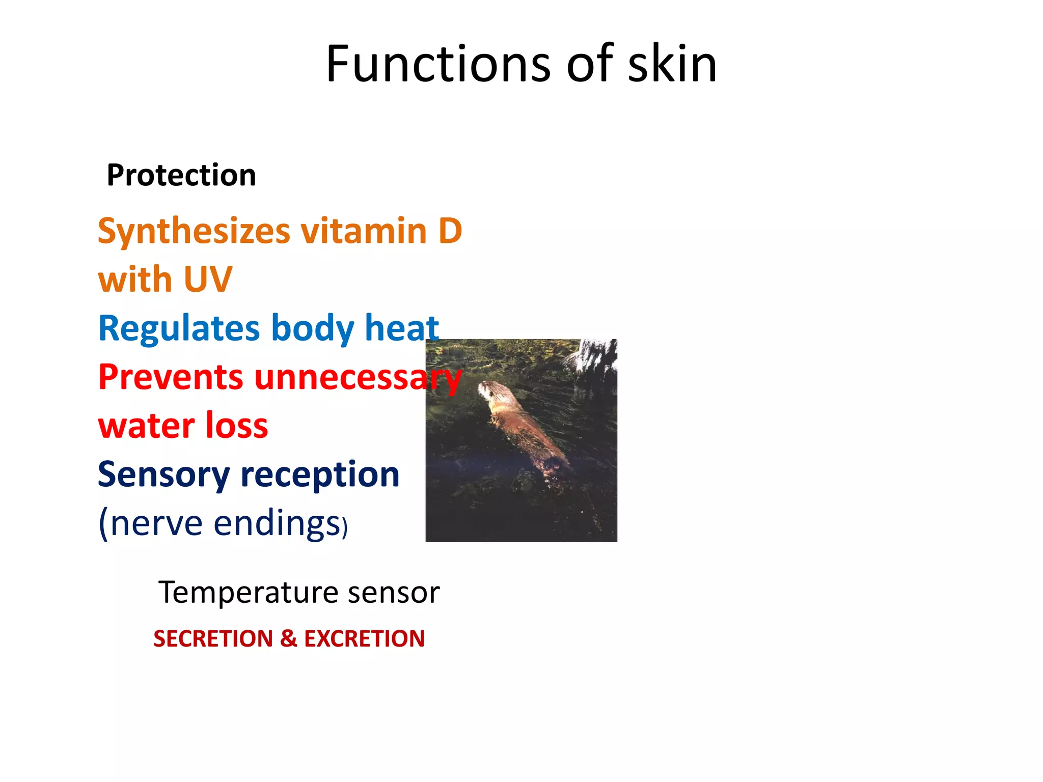 histology of skin ppt | PDF