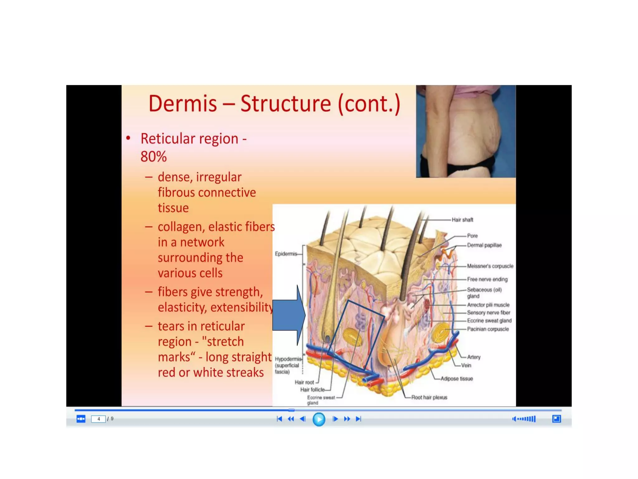 histology of skin ppt | PDF