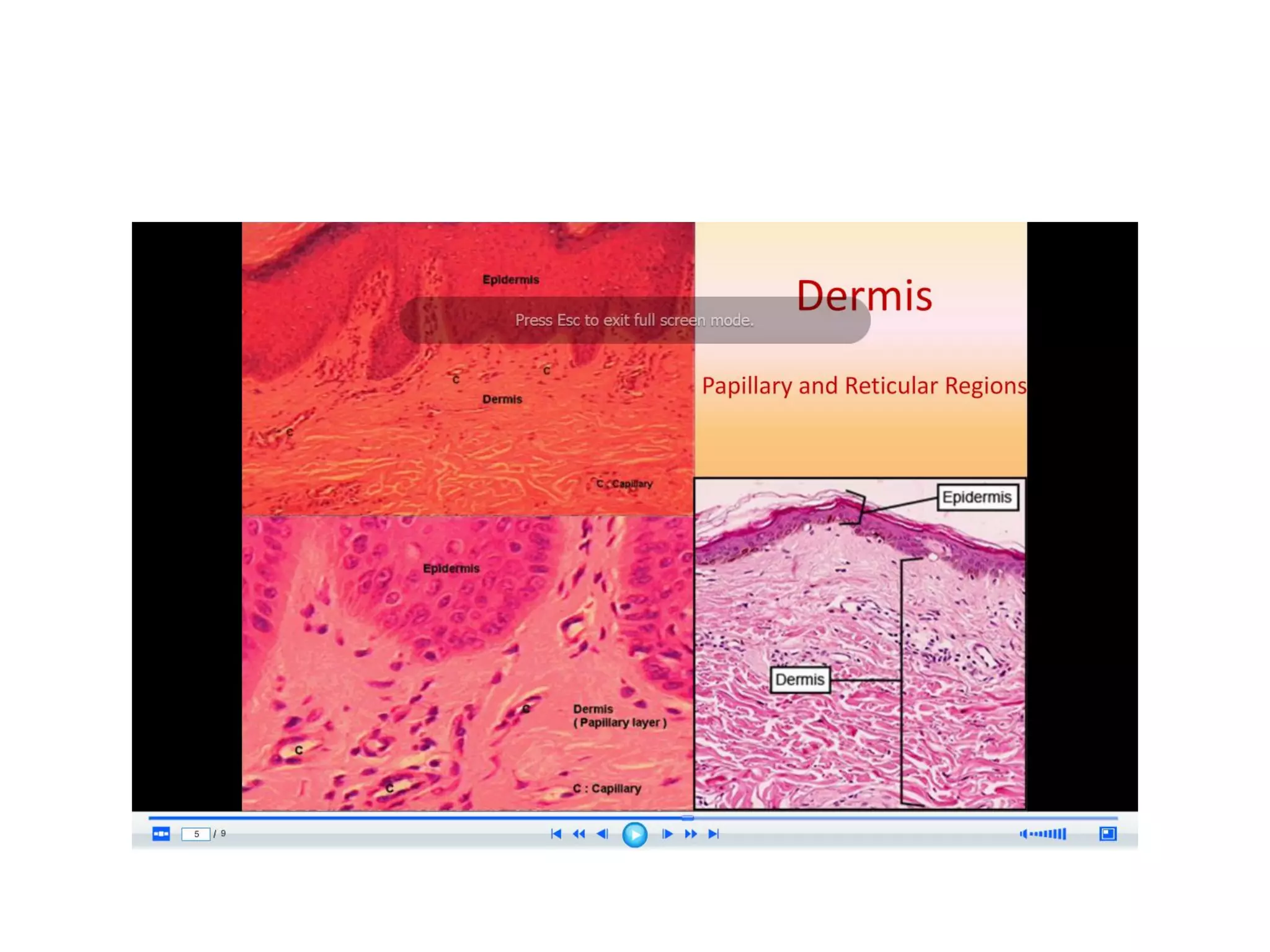 histology of skin ppt | PDF