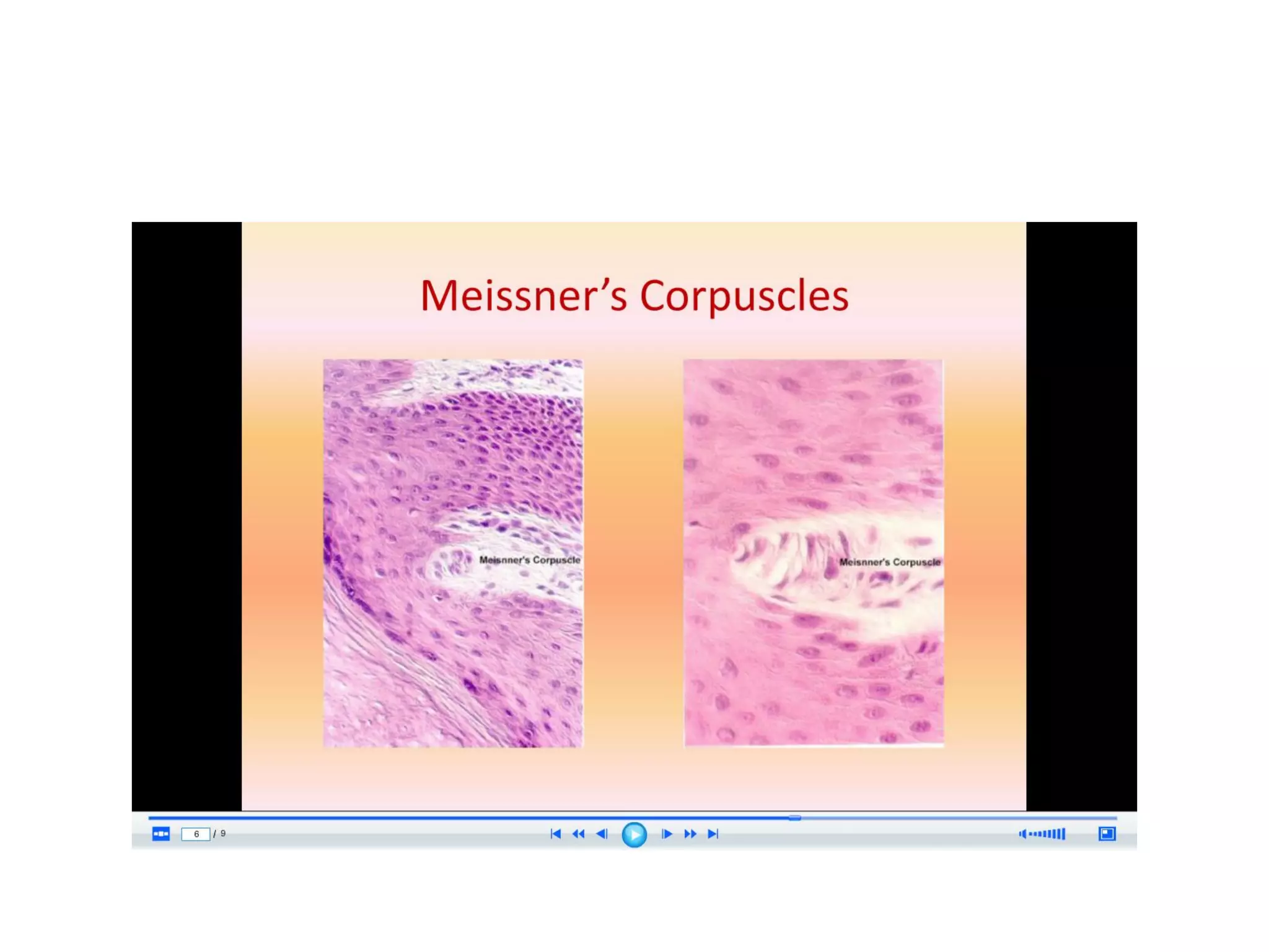 histology of skin ppt | PDF