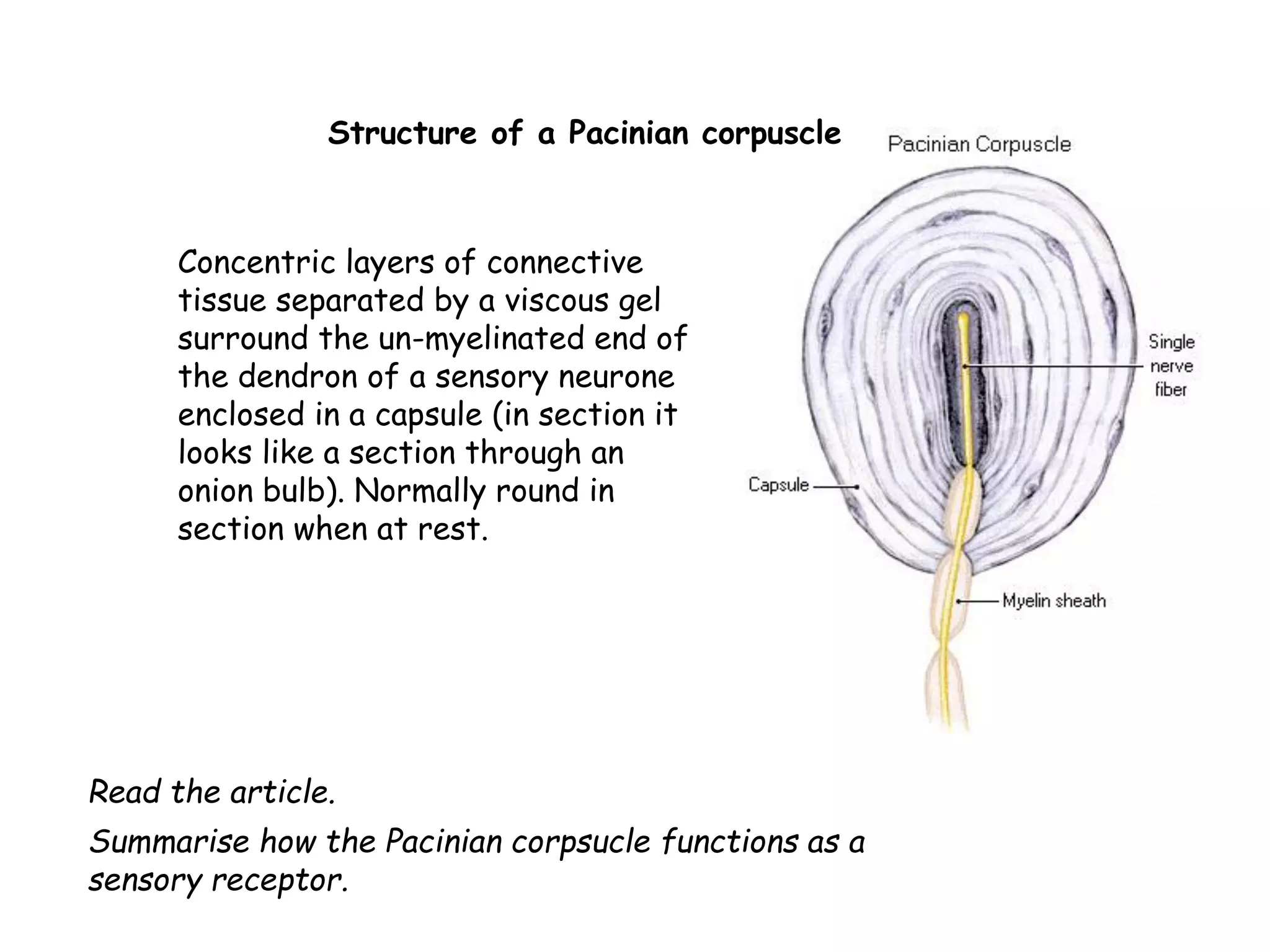 histology of skin ppt | PDF