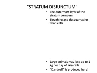 histology of skin ppt | PDF