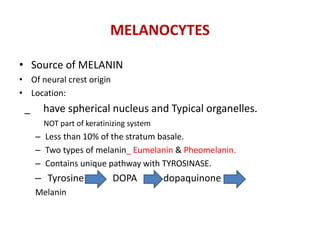 histology of skin ppt | PDF